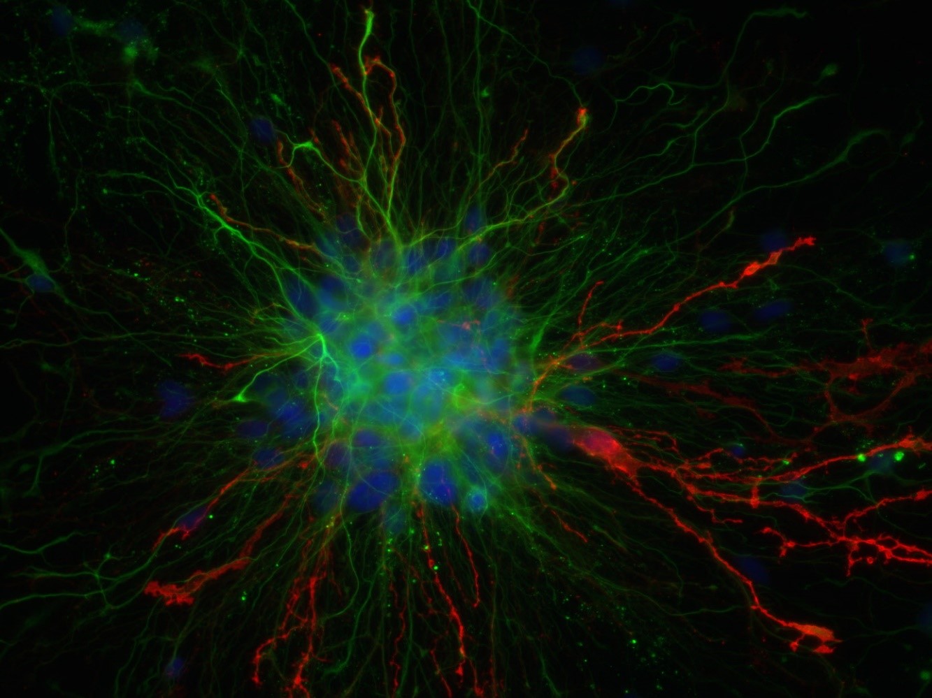 Découverte d’un nouveau mode de communication des cellules de notre ...