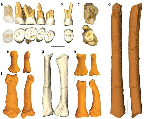 Homo luzonensis a new human species contemporaneous with Homo sapiens ...