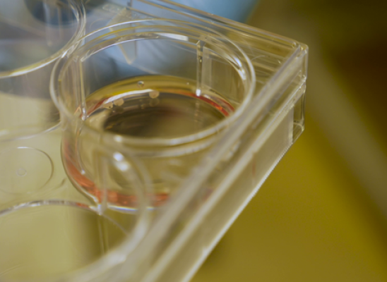 Centre national de la recherche scientifique (CNRS)